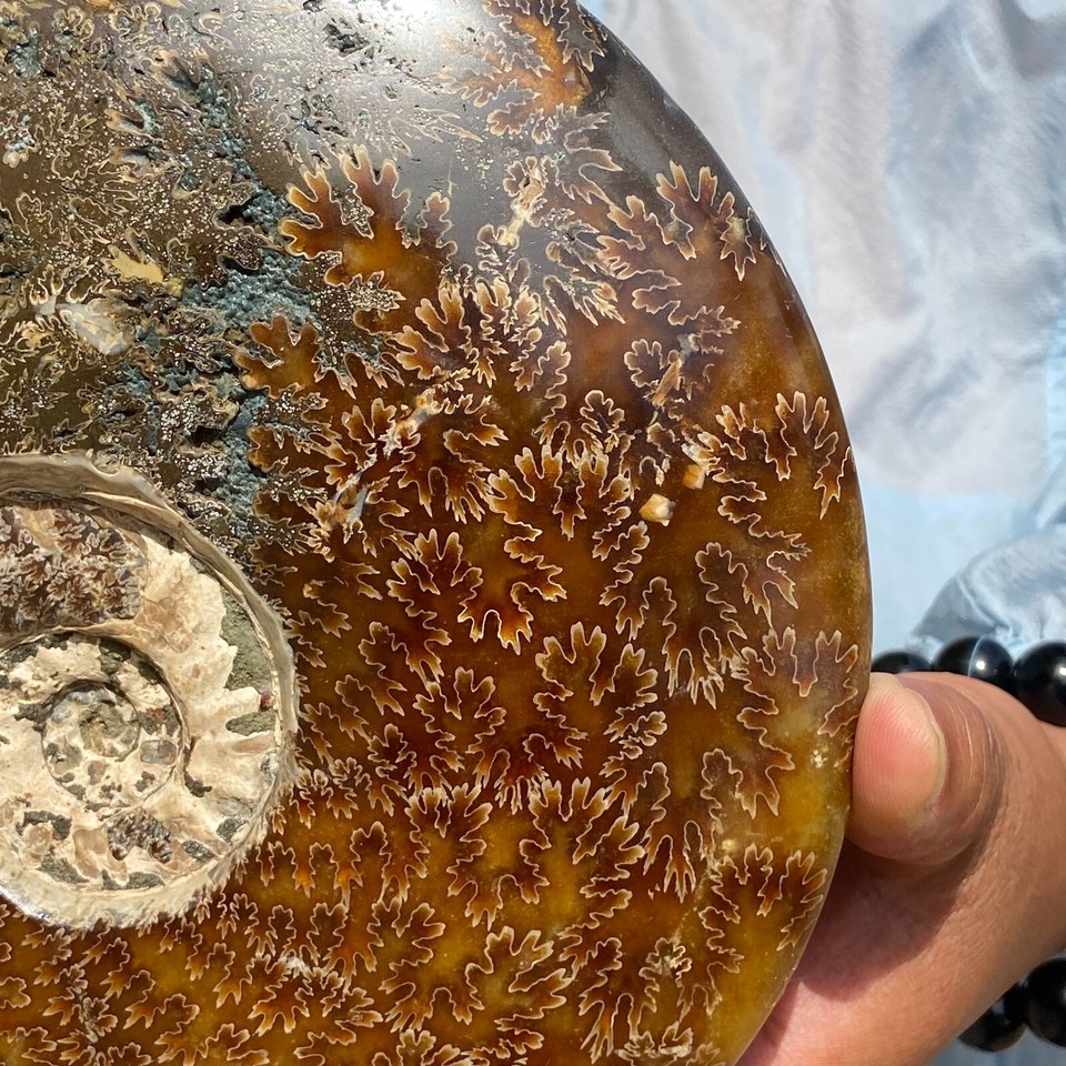 5.07LB Large Natural Ammonite Fossil Conch quartz Crystal Specimen ...