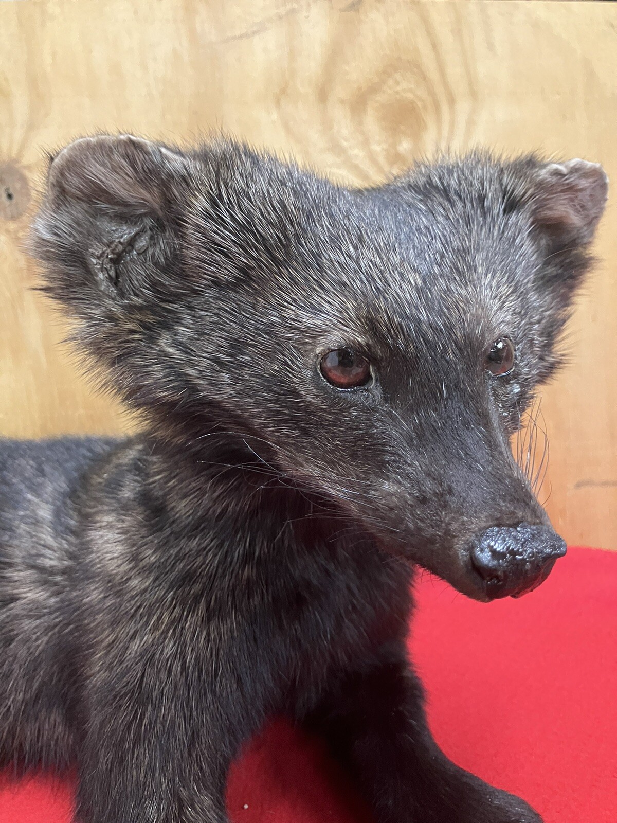XL Male Fisher Cat Lying Down ~ Taxidermy | eBay