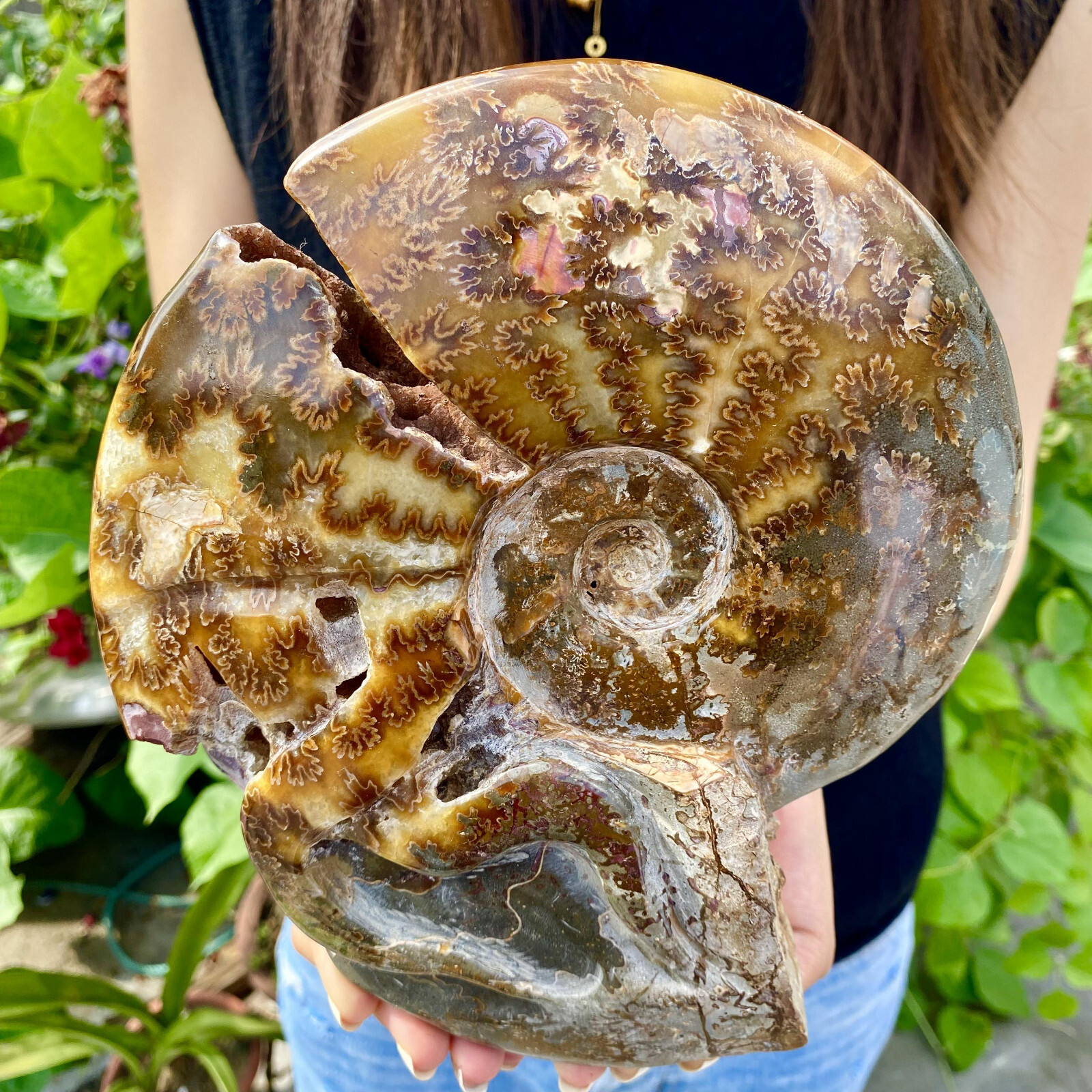 3.65LB Rare! Natural Tentacle Ammonite FossilSpecimen Shell Healing ...