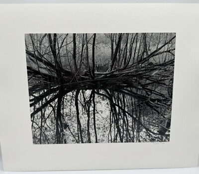 Robert Pyle (American b. 1938) "Cone Forest, Co. Mayo" Echoes of ...