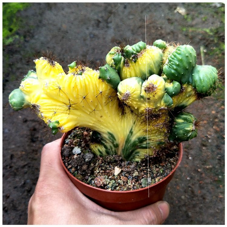 12CM Succulent Cactus Plant Cereus Menst Variegated Cactaceae Home ...