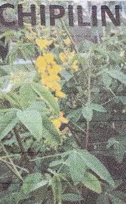 Semillas de Chipilin Guatemalteco de Hoja Larga, Orgánica, 1,000 ...