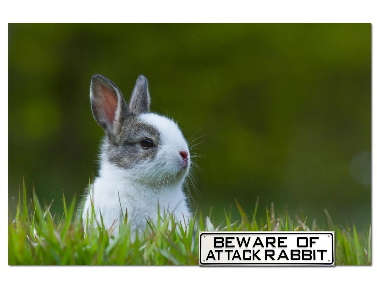 Attack Rabbit