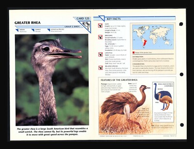 Greater Rhea Wild Life Fact File Bird Animal Card Home School Study 2. ...
