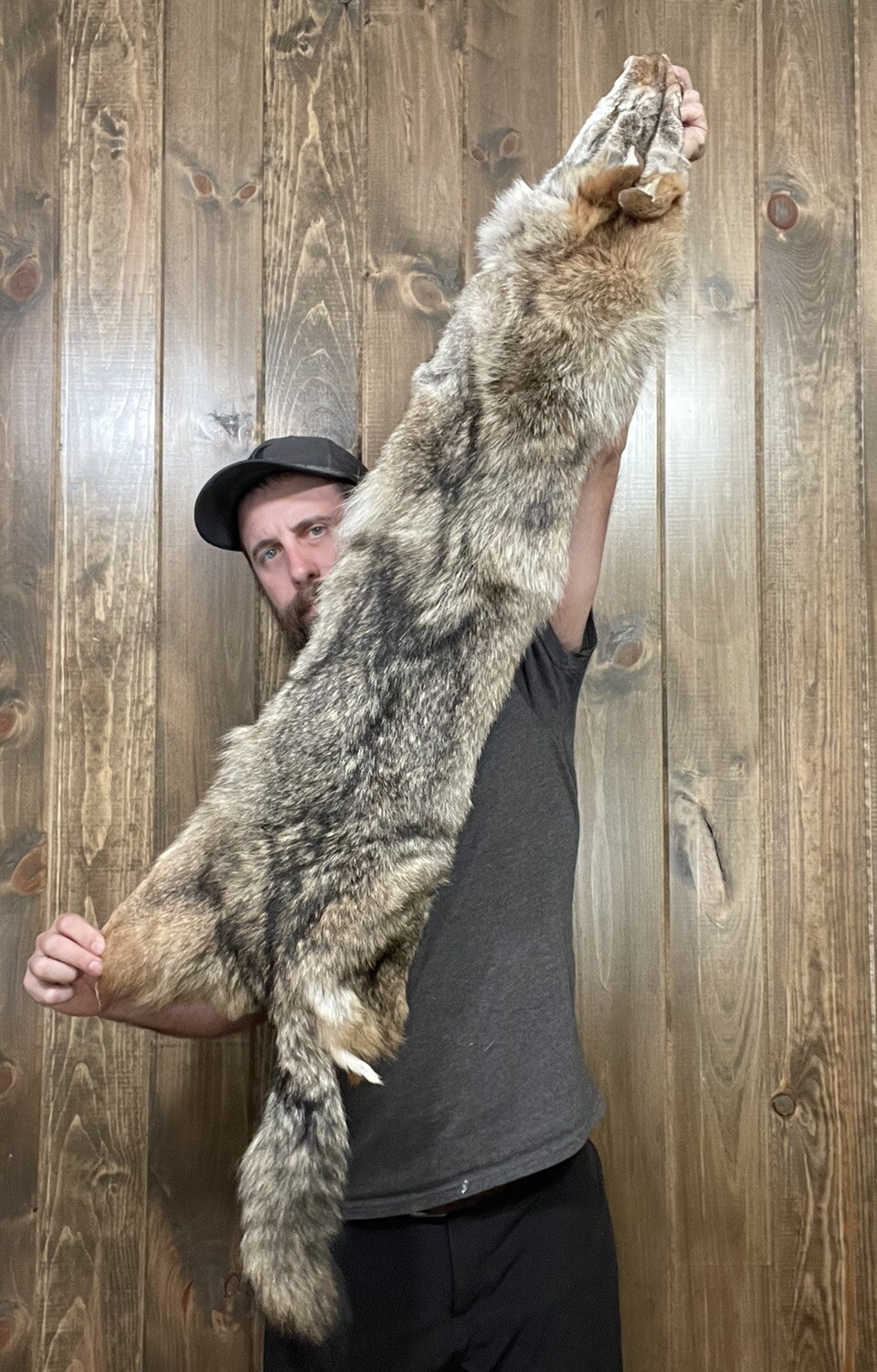 Nice Soft Tanned Coyote Pelt 54” Animal Fur Taxidermy Oddity Man Cave ...