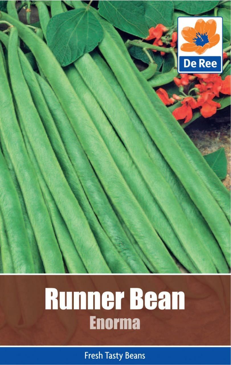 PACKET of RUNNER BEAN Enorma 8 VEGETABLE Garden SEEDS | eBay