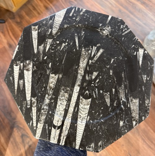 12" Large Octagon Shape Black Fossils Orthoceras Plate From Morocco ...