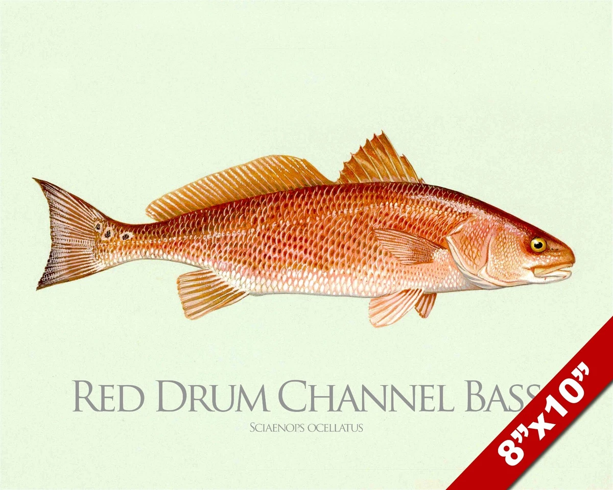 Red Drum Drawing