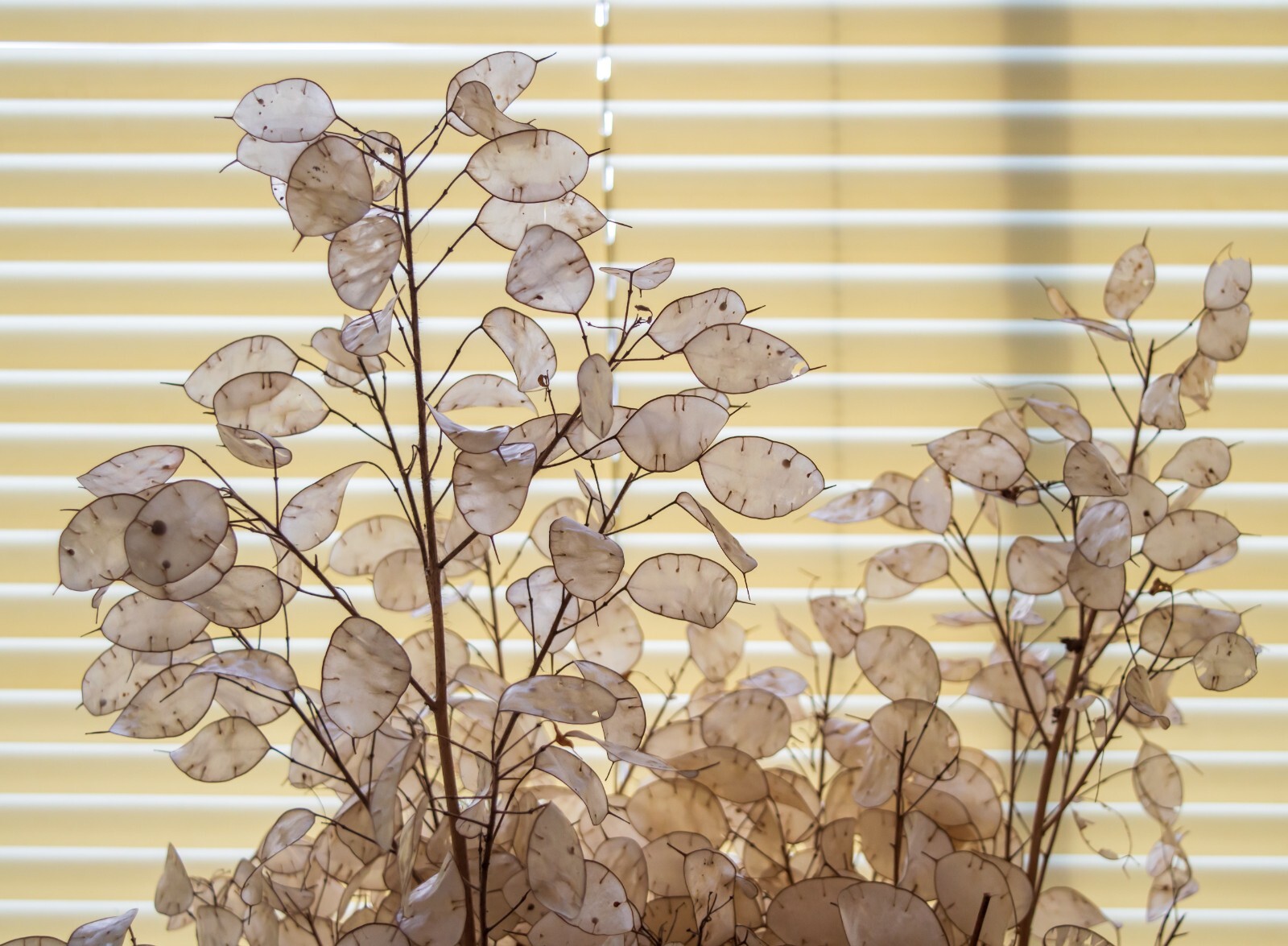 LUNARIA Biennis Honesty Mixed 22+ Seeds flower garden UNUSUAL fragrant ...