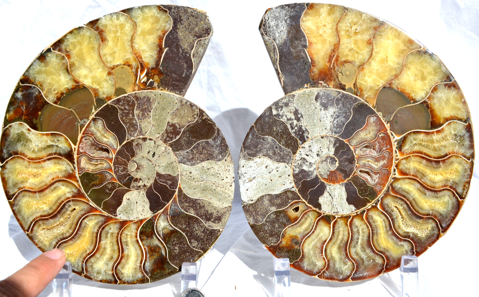 Large Fossil Pair Ammonite MultiColor Crystals XXXLarge 7.5" 110myo 19cm n1261ou | eBay