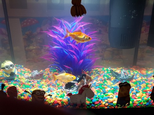 Tetra Despicable Me / Minion 30l Starter Aquarium - Line Edition 30 ...