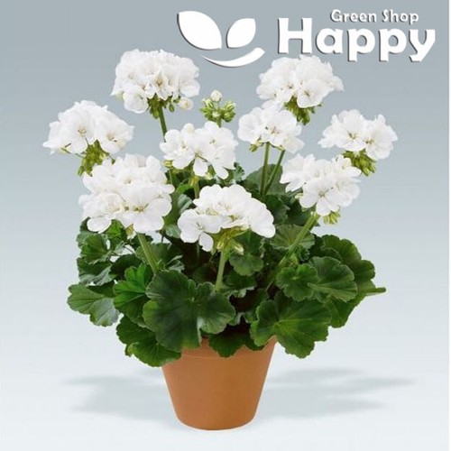 GARDEN GERANIUM WHITE F2 COLORAMA - 10 SEEDS - Pelargonium zonale ...