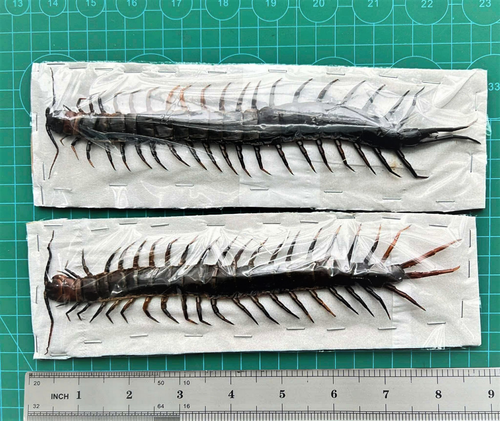 2 Preserved Giant Centipede Specimen Taxidermy Insect for Collection or ...