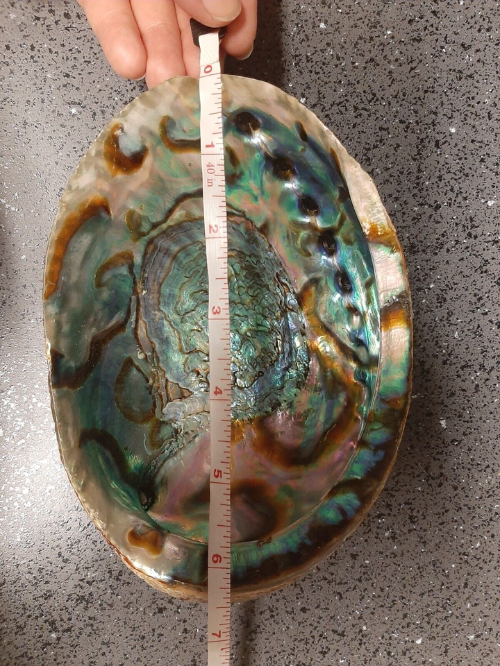 Large Abalone Shell Natural Paua Rainbow LG Sea Green Blue Shell Beach ...