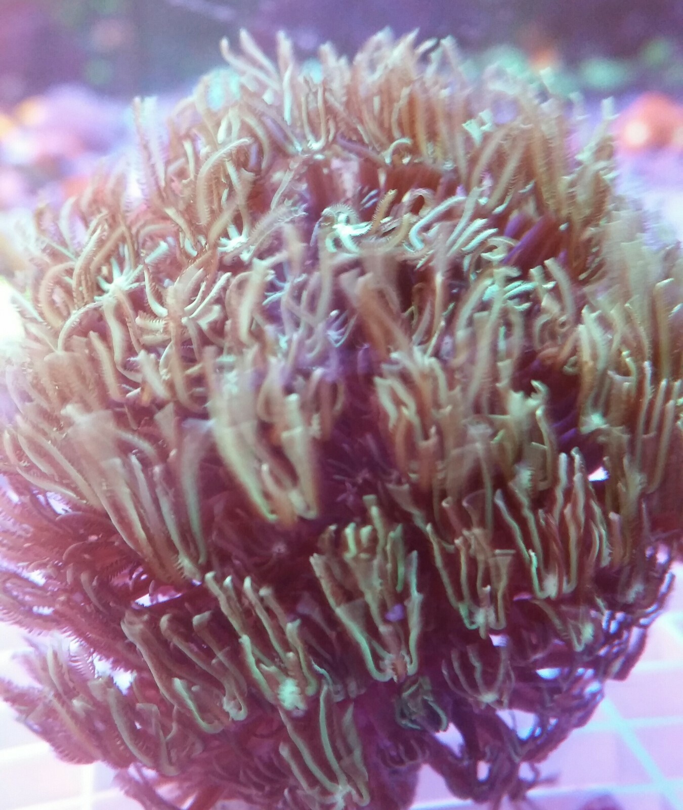 Live Aquacultured Large Green Long Polyp Pipe Organ Coral Colony 3"-3.5 ...