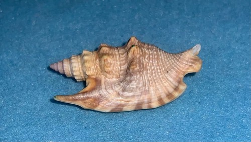 Strombus hawaiiensis - a magnificent gem rare Stromb from Hawaii | eBay