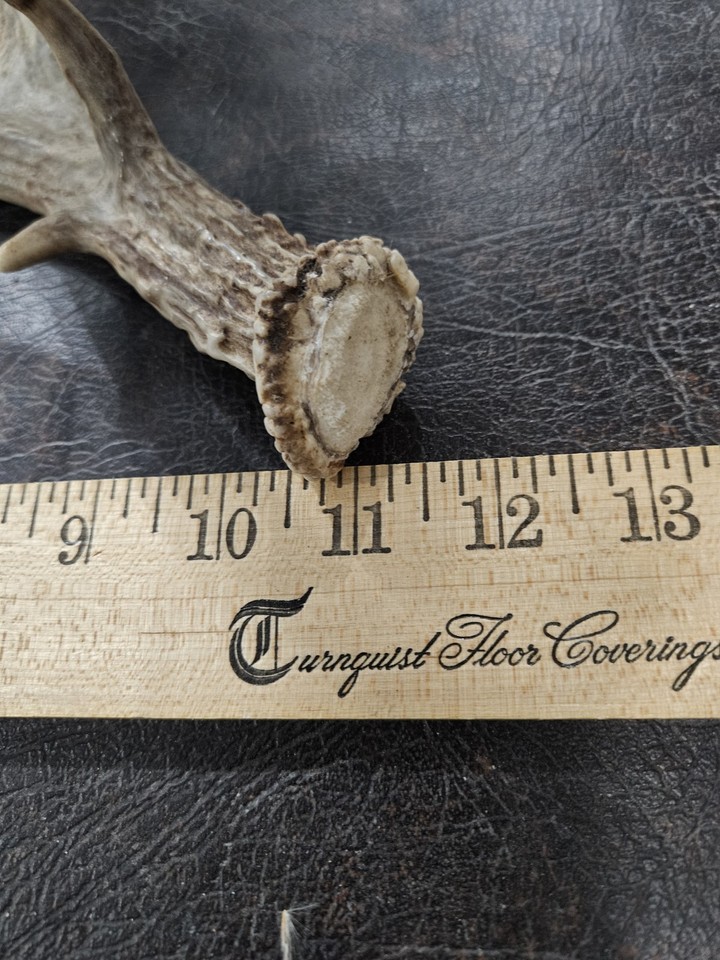 Wild 4 Point Deer Antler Shed Horn Rack Decor Pedicle Man Cave Decor | eBay