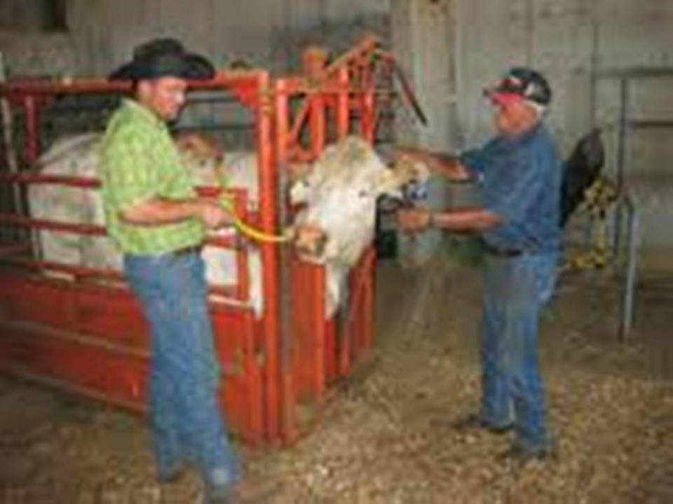 Hook Doctor Calf Catcher Dual Tool Eartag Mouth Treat Cattle Control ...