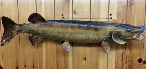 Vtg Muskie Taxidermy Fish Mount 41" inch Real Skin Musky Man Cave Cabin ...