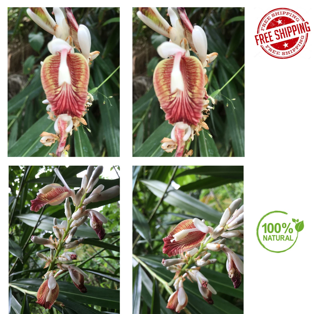 Flower Plants Suppliers In Sri Lanka | Best Flower Site