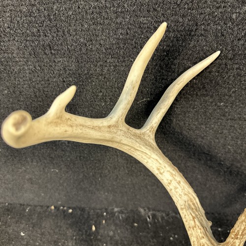 Whitetail Deer Skull Antler Mount 9pt Deadhead 5x4 Grade C 100 - 110 ...