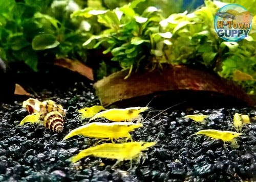 10 +1 NEON YELLOW - Freshwater Neocaridina Aquarium Shrimp. Live ...