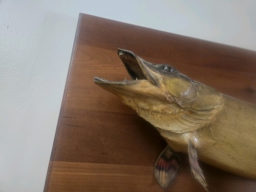 30" Northern Pike Real Skin Mount Mounted Fish Taxidermy Wisconsin | eBay