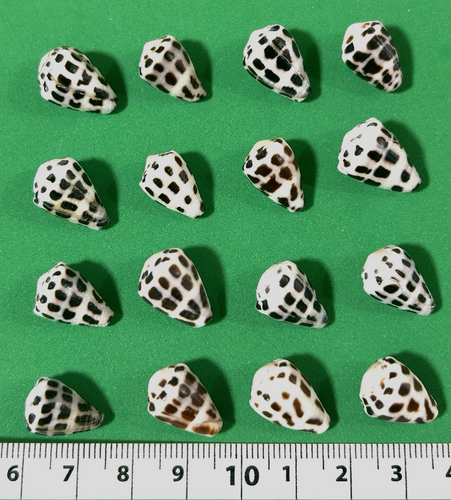 Cone Shell from japan Okinawa shell 16 pieces 1.5cm | eBay