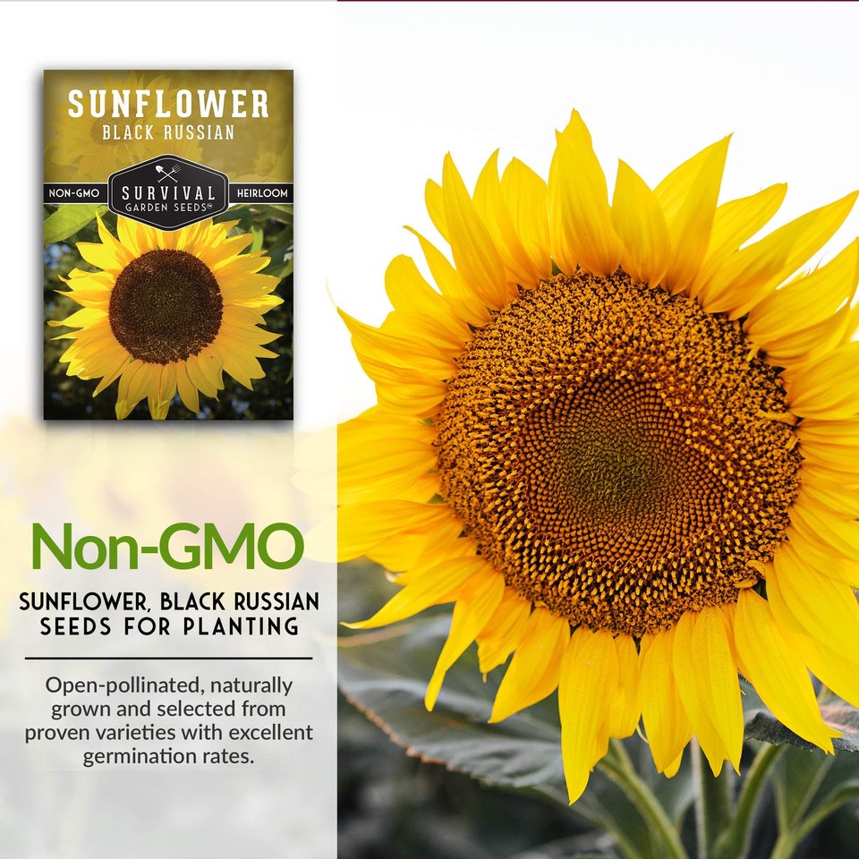 Black Russian Sunflower Seeds for Planting | Tall Variety for Oil or ...