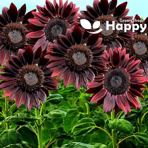 SUNFLOWER CHOCOLATE - 40 SEEDS - Helianthus annuus tall - ANNUAL FLOWER ...