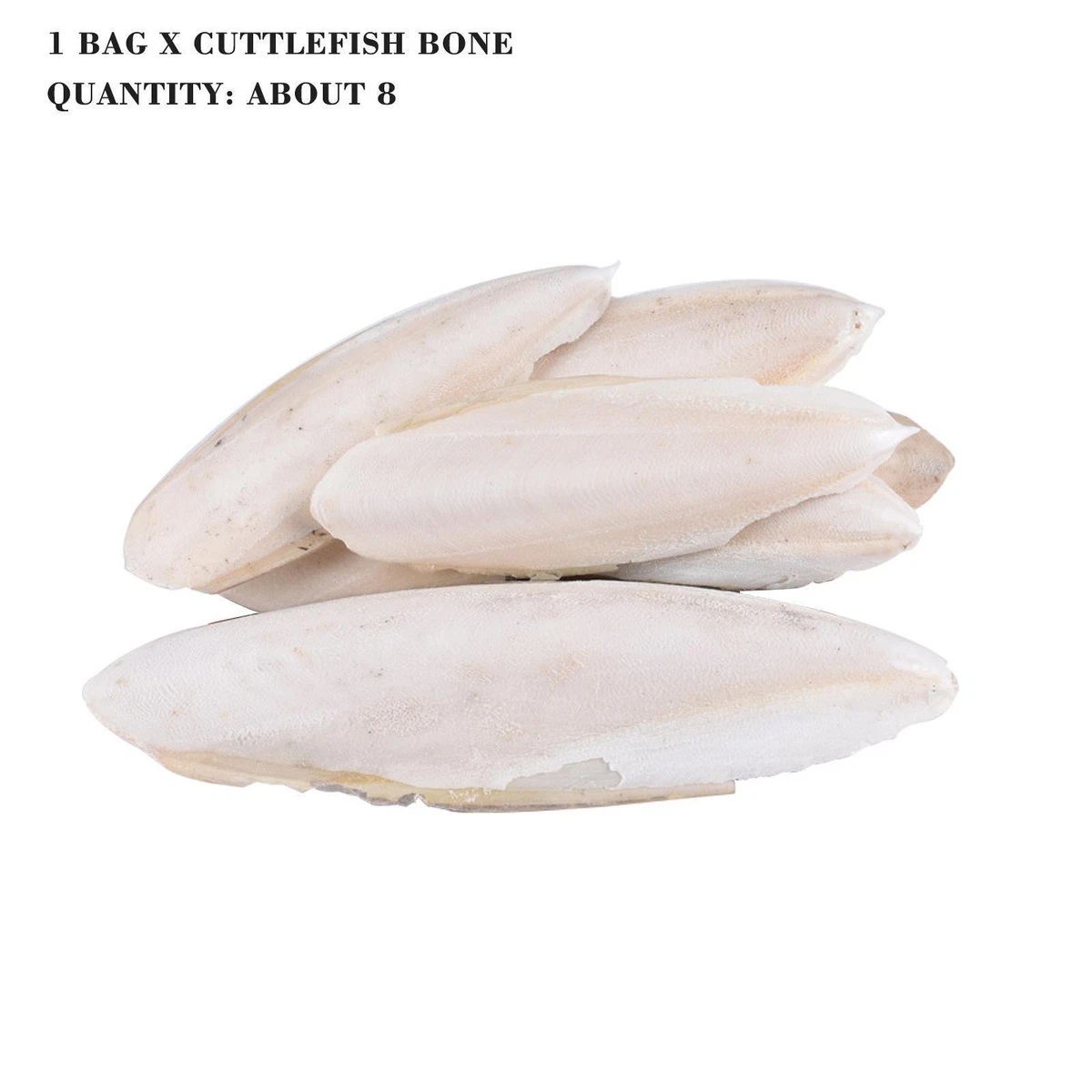 Cuttlefish Cuttlebone