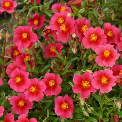 Helianthemum plug plants garden red flowers evergreen hardy rock rose ...