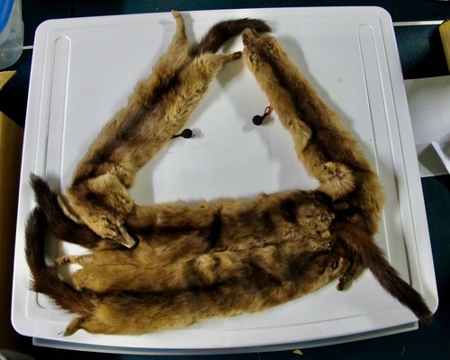 Real Fox Fur Shoulder Wrap Scarf Boa Stole With 4 Heads and Tails | eBay