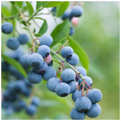 1 'Bluejay' Blueberry Plant / Vaccinium cor. 'Bluejay' 15-25cm in 9cm ...