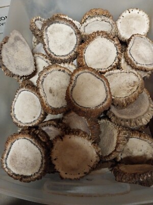 5lbs BROWN #1 ELK ANTLER CROWNS ROSETTES BURR NATIVE CRAFTS 2.5" to 3. ...