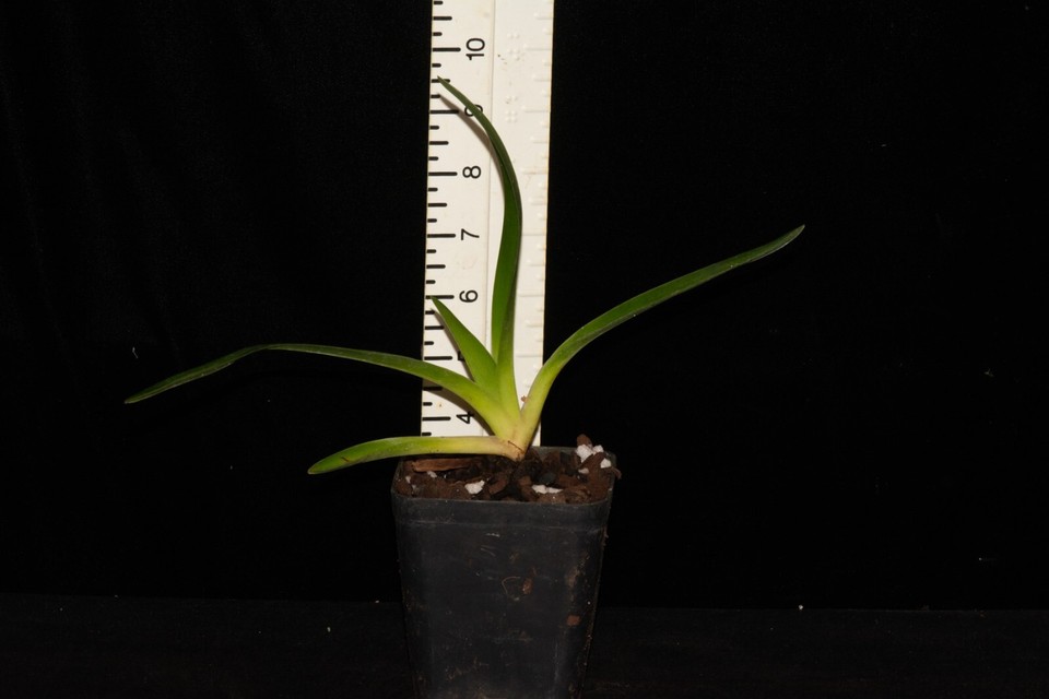 Paphiopedilum Toni Semple #3 (haynaldianum alba x lowii alba AM/AOS) | eBay