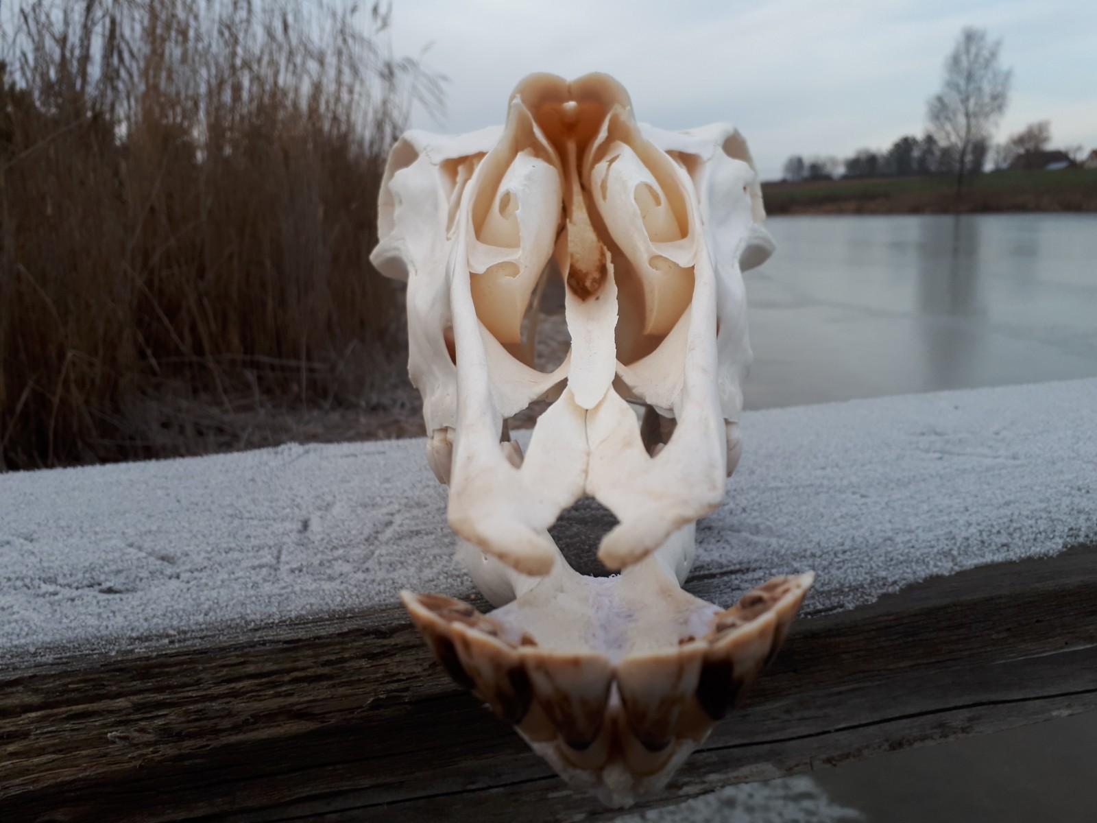 WILD MOOSE Alces americanus SKULL TAXIDERMY | eBay