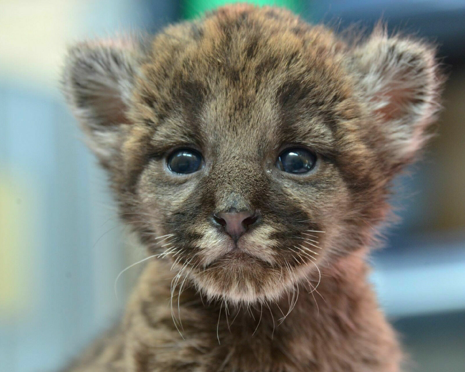 Baby Panthers