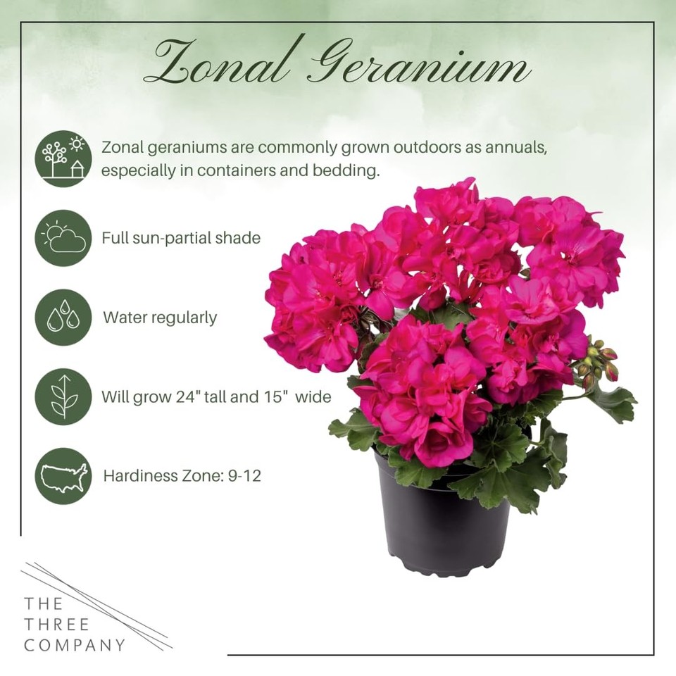 Live Flowering Zonal Geraniums - Pink (2 Plants Per Pack) - Beautiful ...