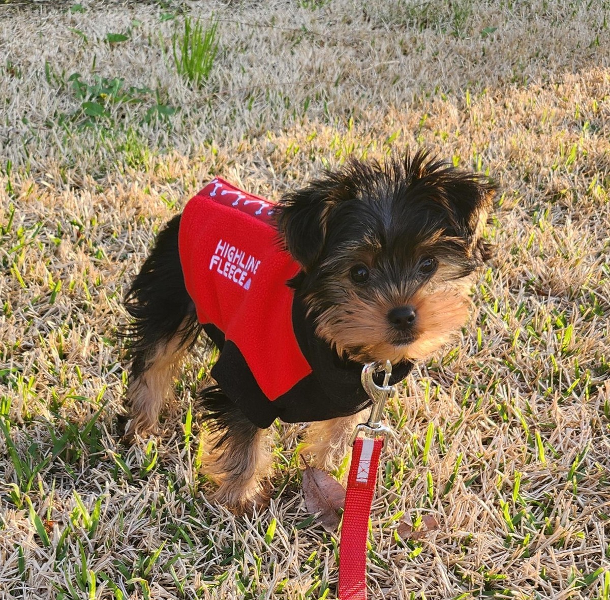Simple Fleece Dog Coat Pattern DIY Fur Baby Coat How To Sew A Dog
