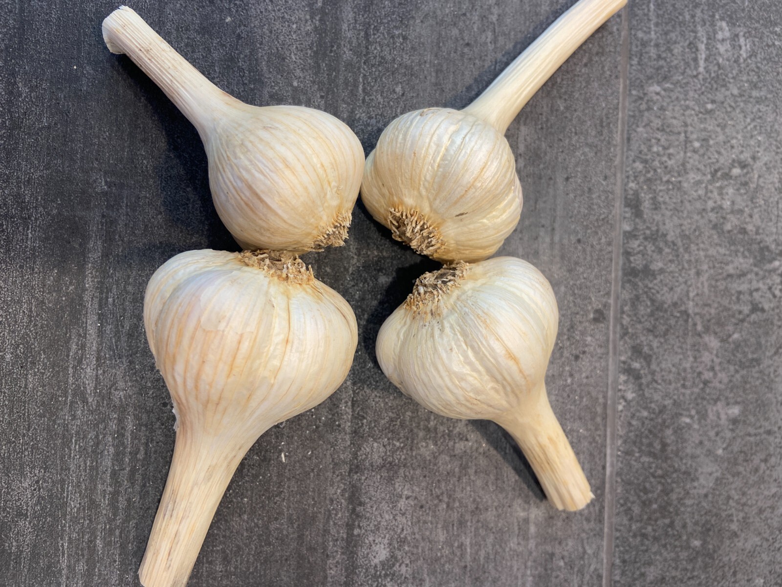 Italian Red garlic bulbs. 4 bulbs. Organically grown. For cooking or ...