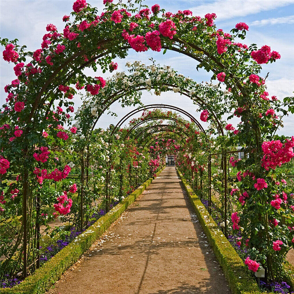 Rose Arch Summer Garden