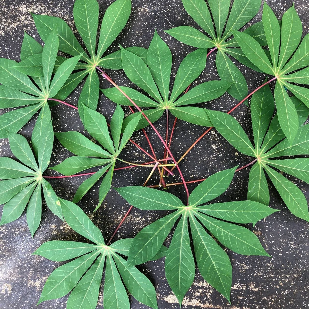 Cassava Plant Leaves