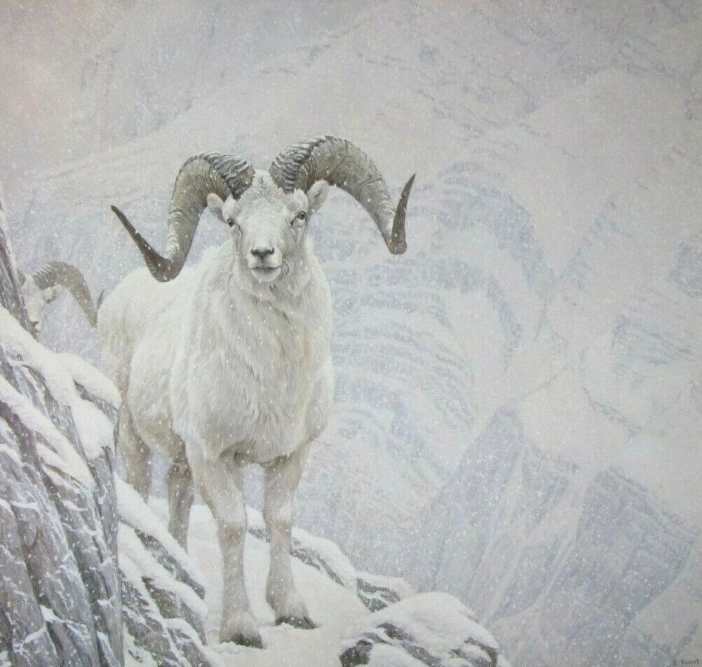 White Dall Sheep