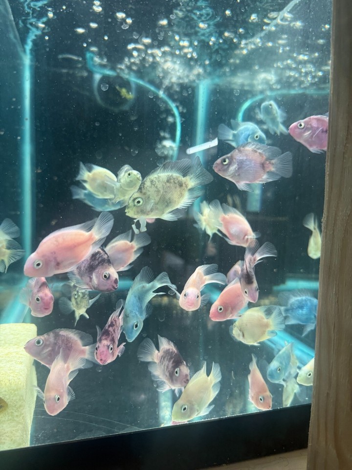 Blue Color Parrot Parrot Cichlid 1.5- 2.0 Inch Live Fish | eBay