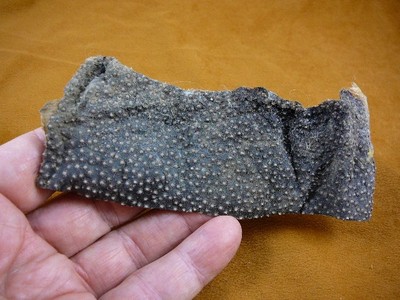 (s822-9) Rare PRICKLY Shark skin hide leather educational denticles ...