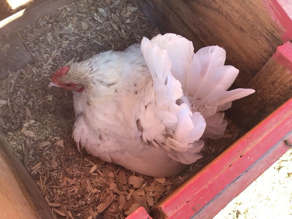 20+ Pure Serama Hatching Eggs | Flock Bred For Pet Quality | 4-H Project | eBay