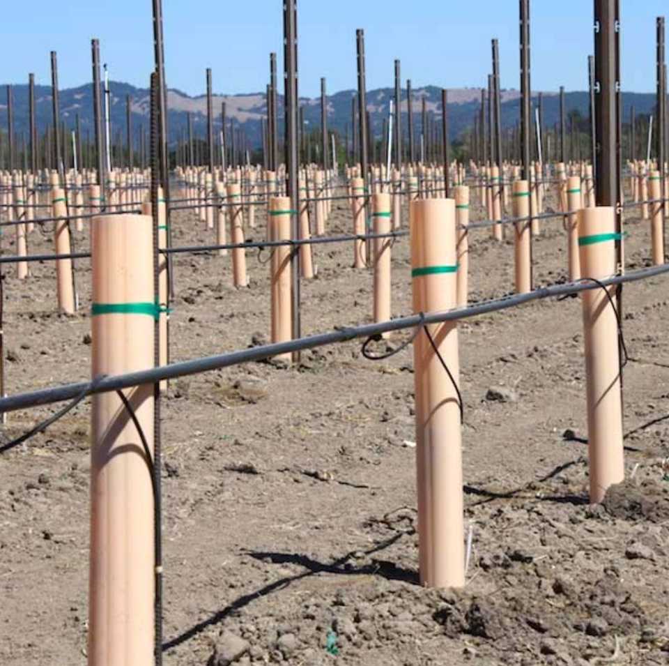 Grow Tubes For Vines Vineyards Orchard Plantra Jump Start | eBay