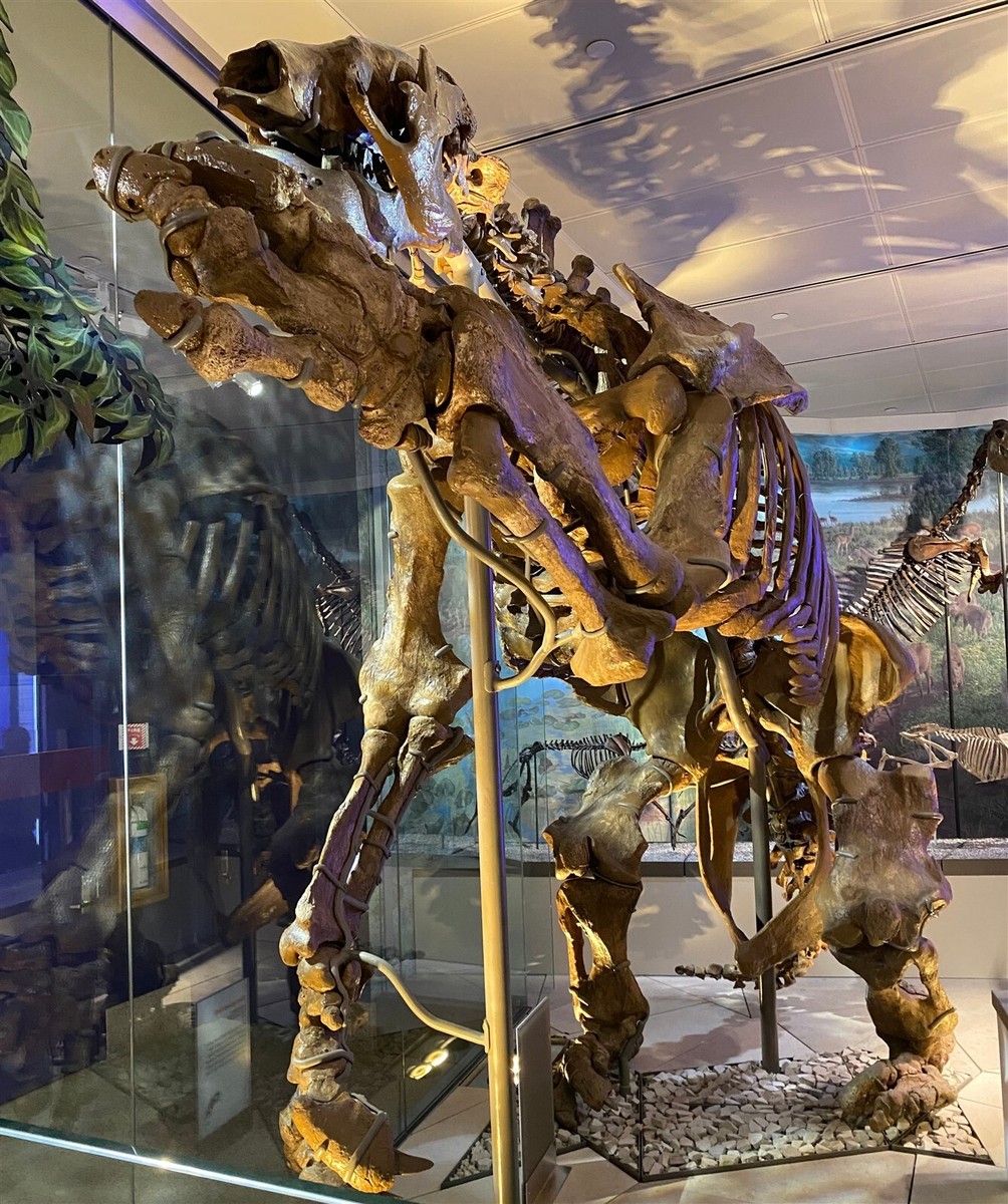 Eremotherium Sloth Past Present – MUSA – Museu Da Amazônia