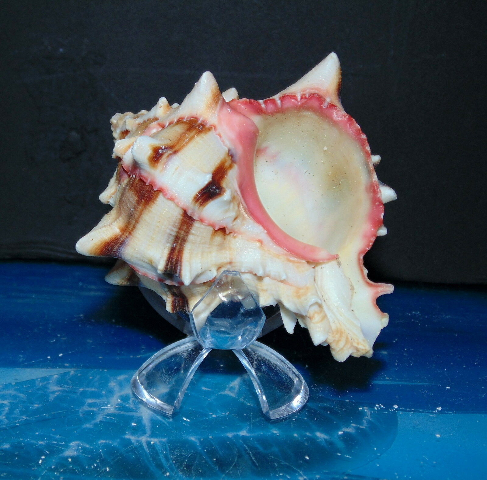 3" to 3-7/8" MUREX BRASSICA SEA SHELL, BEACH DECOR NAUTICAL TROPICAL ...